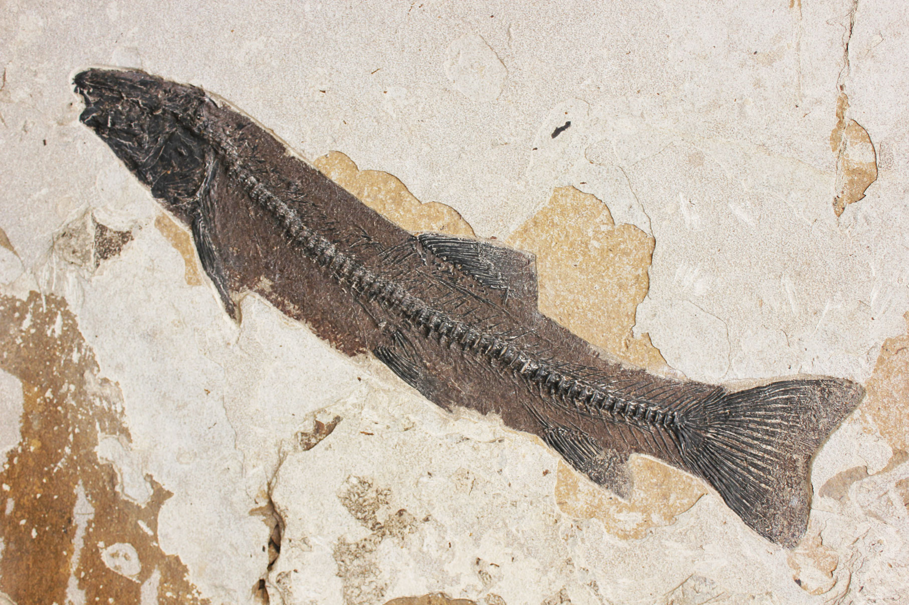 Our Inventory - Four Directions by Geoscape Rock Shop